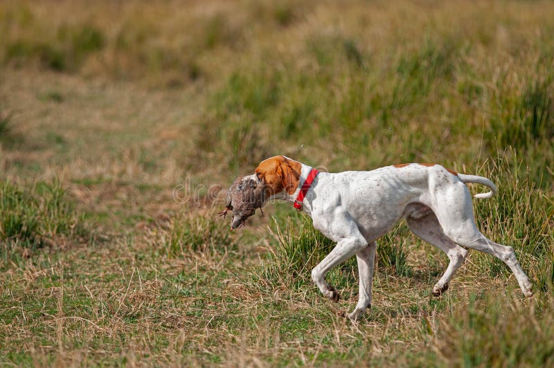 The Hound Brought Its Prey To Its Master Stock Image - Image of canine ...