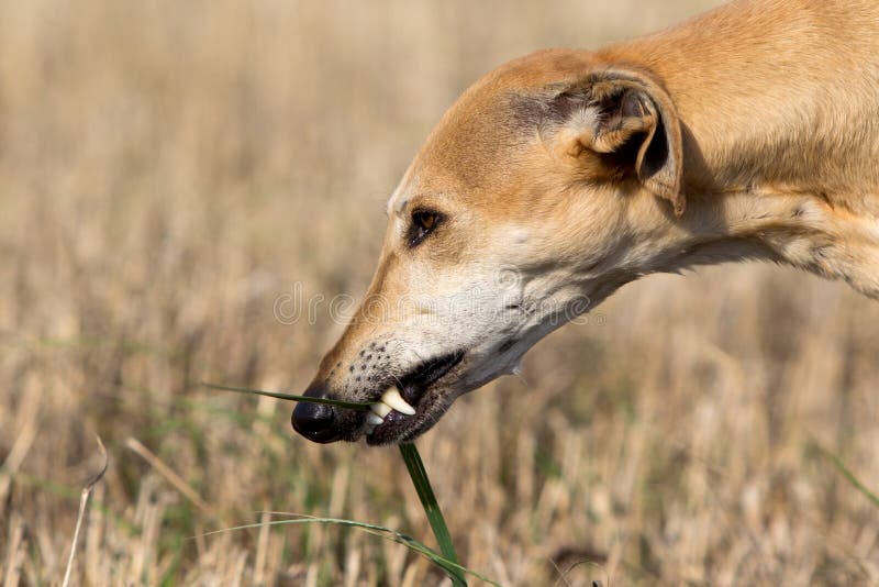 Hound dog stock photo. Image of hound, summer, field - 25986834