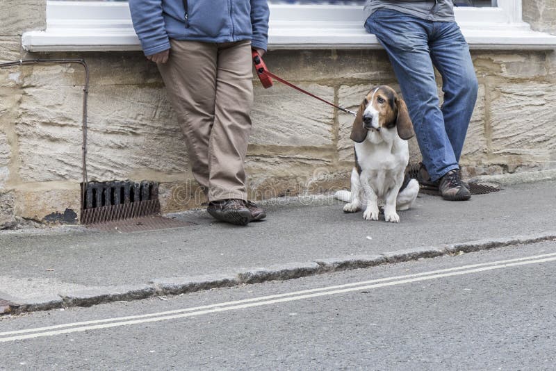 Hound dog stock image. Image of domestic, holiday, melancholy - 183304235