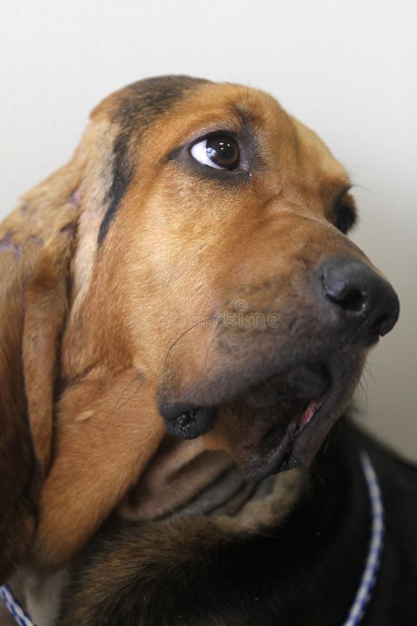 Hound Dog Droopy Face Stock Photos - Free & Royalty-Free Stock Photos ...