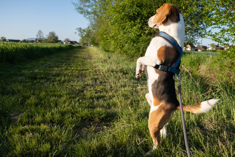 Hound Dog on Two Feet Looking Around. Stock Photo - Image of morning ...