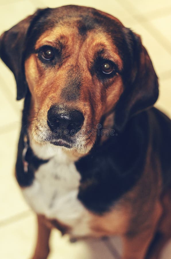 Hound Dog on a White Tile Floor Stock Image - Image of white, sitting ...