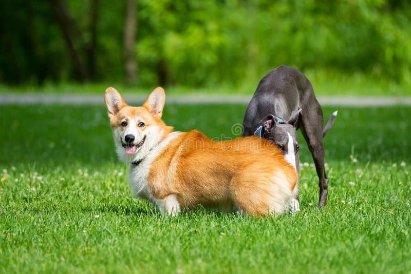 Hound Greyhound and Corgi stock image. Image of beauty - 188427001