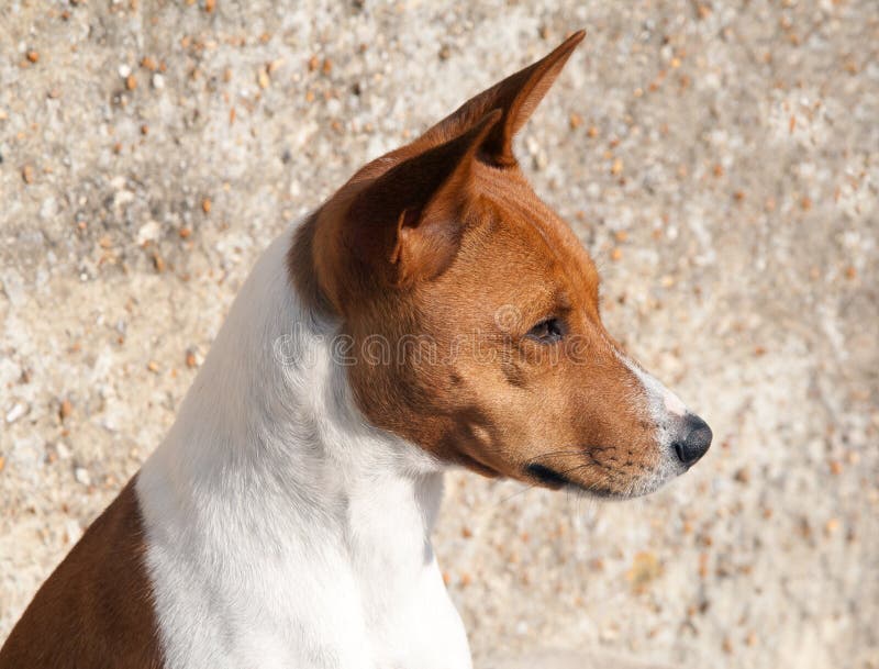 Hound Head Against Pebble-dash Wall Stock Image - Image of pebble ...