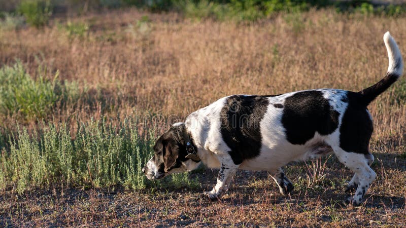 Hound Sniffing Ground in a Sunlit Field Stock Photo - Image of black ...