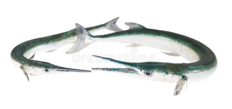 Houndfish, Crocodile Needlefish (Crocodilus De Tylosurus) Image stock ...