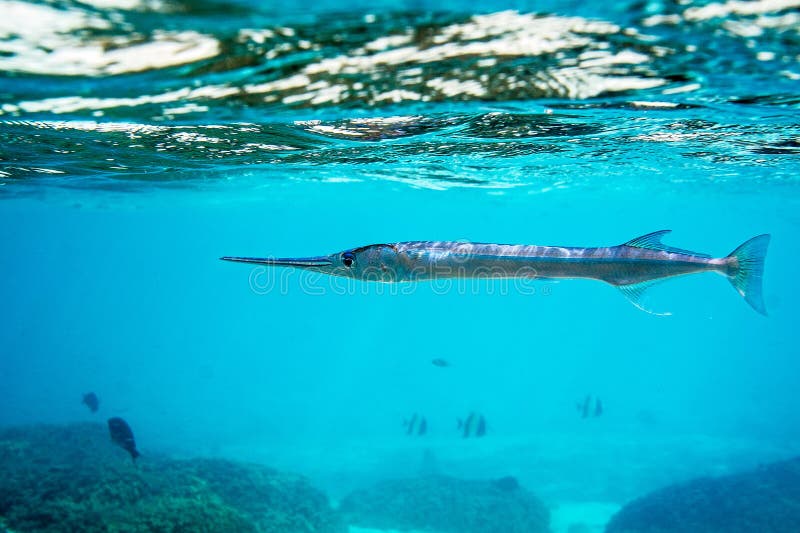 Houndfish stock photo. Image of indian, tropical, tylosurus - 90876572