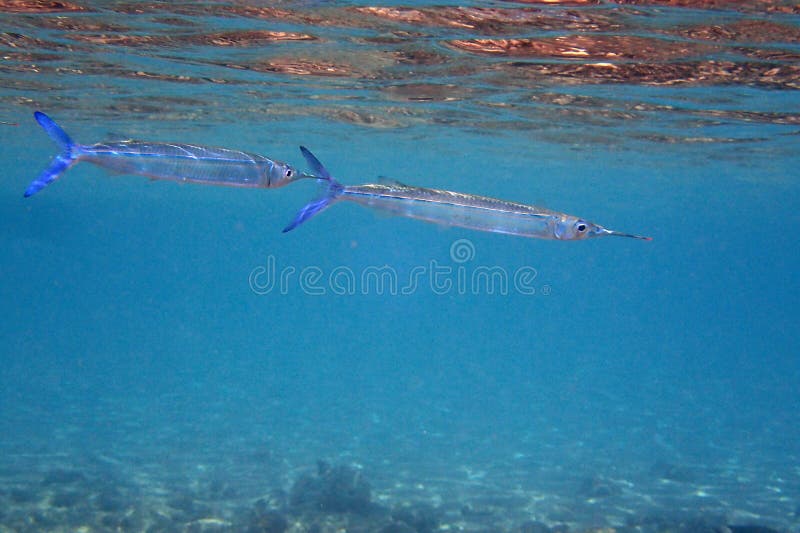 Houndfish,crocodile Needlefish (Tylosurus Crocodilus),Red Sea Stock ...
