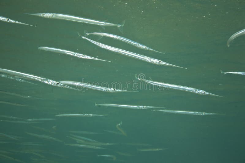 Houndfish or needlefish stock photo. Image of underwater - 7756750