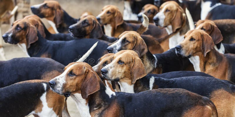 Hounds ready to hunt stock image. Image of foxhounds, pack - 1061329