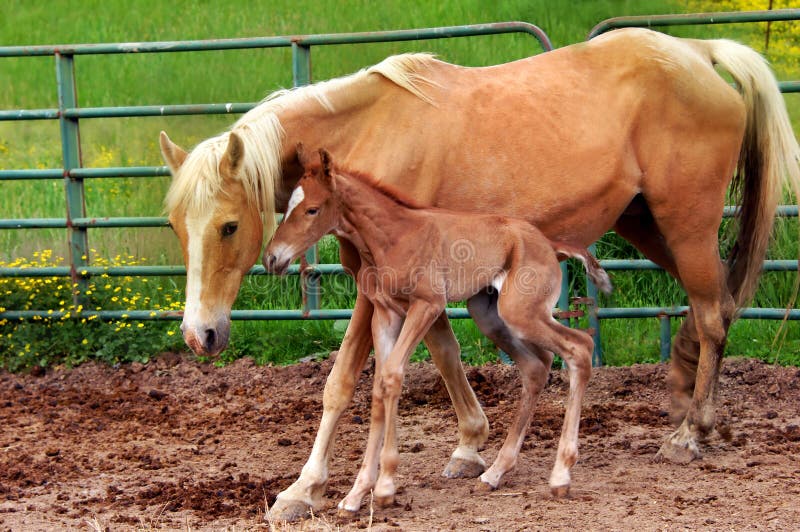 Hours Old stock image. Image of newly, guarding, close - 20092157