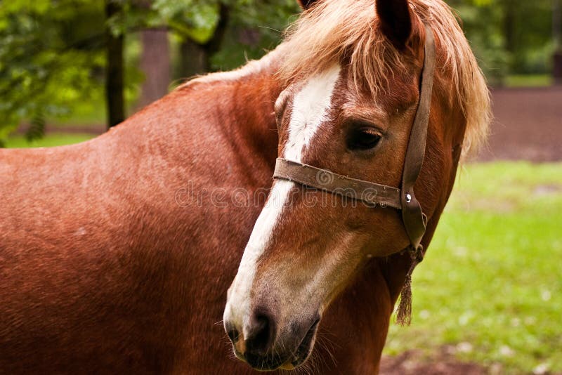 Hourse stock photo. Image of brown, rural, nature, animals - 11054806
