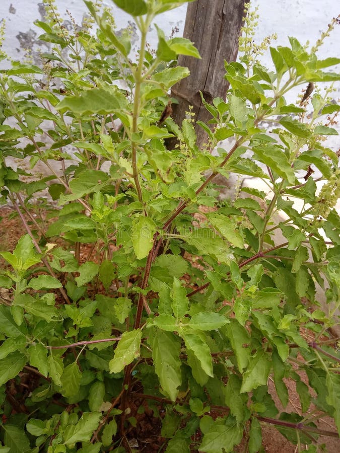 Thulish stock image. Image of tree, thulish, beld, hous - 124085639