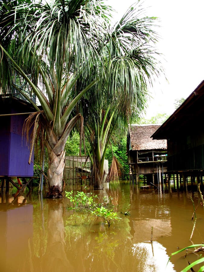 The House in Amazon River in Peru, South America Stock Photo - Image of ...