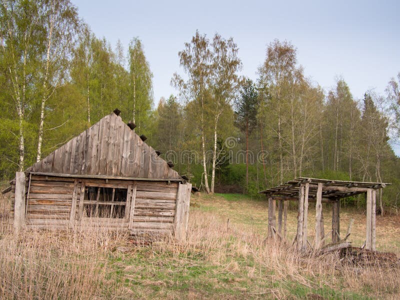 Barn Owl Standing on Tree Stump Stock Image - Image of brown, stump ...