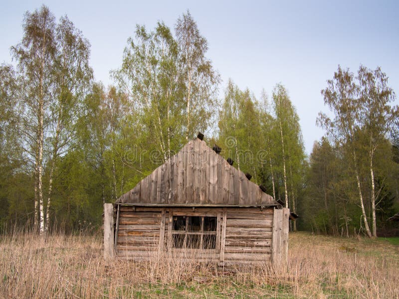 Barn Owl Standing on Tree Stump Stock Image - Image of brown, stump ...