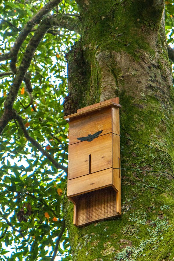 House for bats on a tree stock photo. Image of close - 143911120
