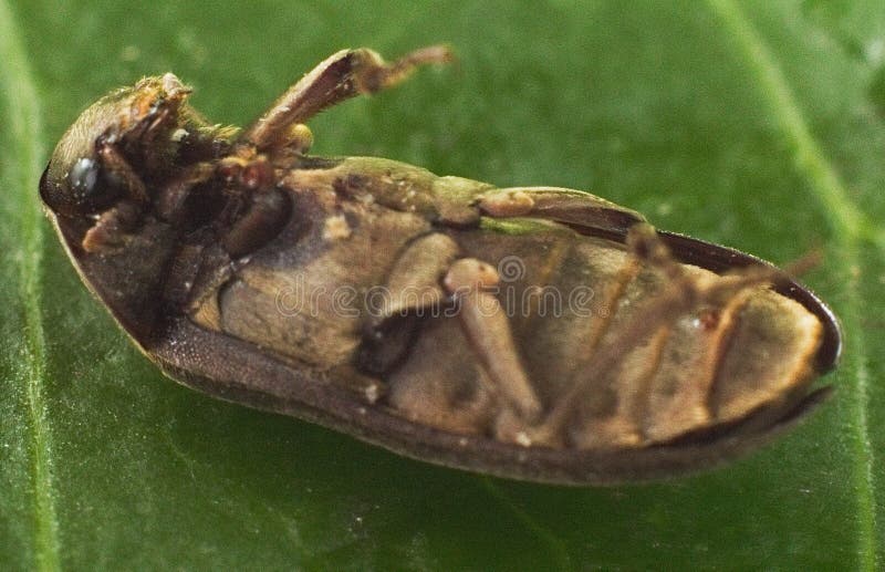 House Beetle on a Leaf Up Close in Detail on Back Stock Image - Image ...