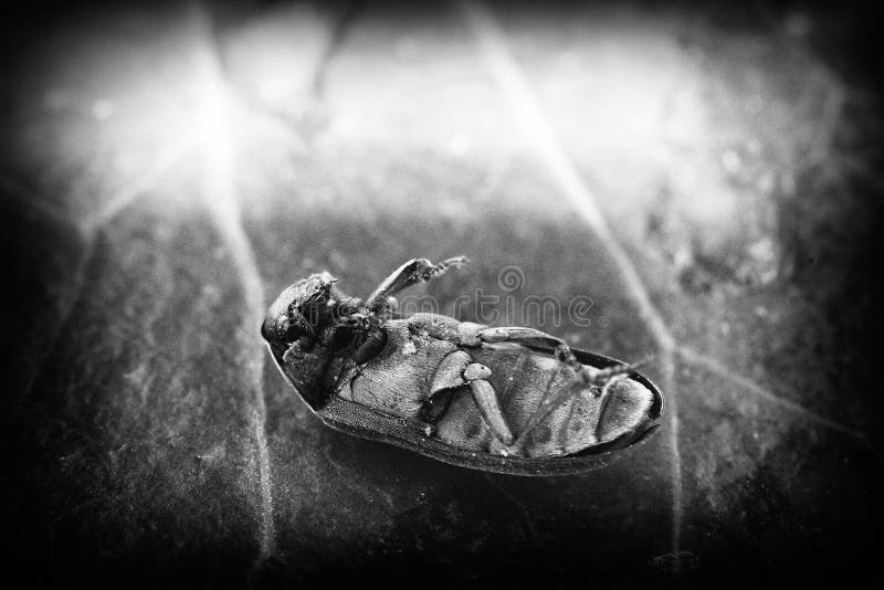 House Beetle on a Leaf Up Close in Detail on Back in B&W Stock Photo ...