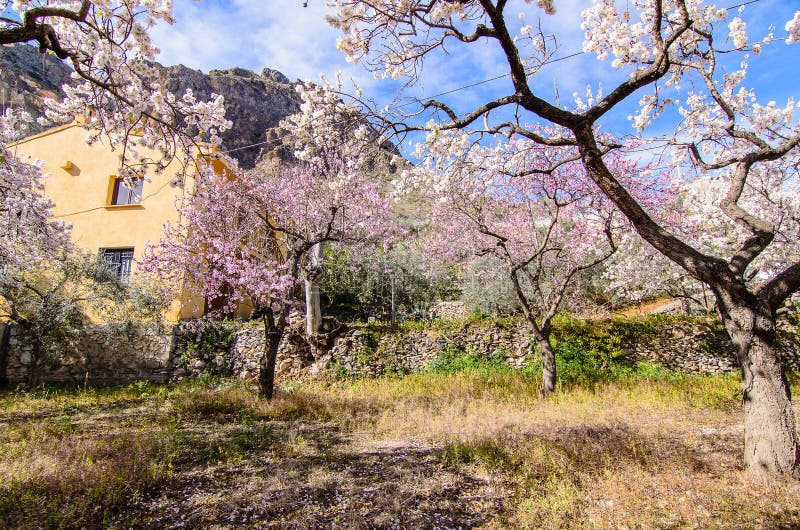 House behind Almond trees stock image. Image of farm - 65993993