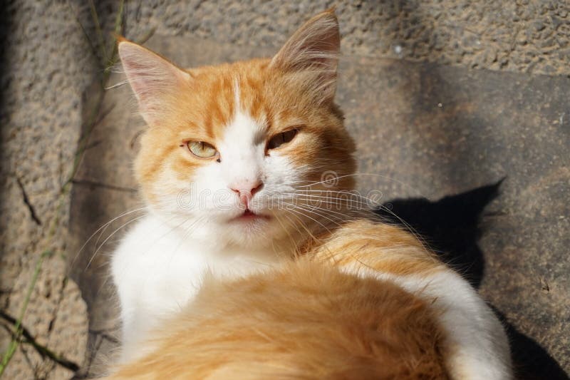 House stock image. Image of bulgarian, house, relaxing - 75763853