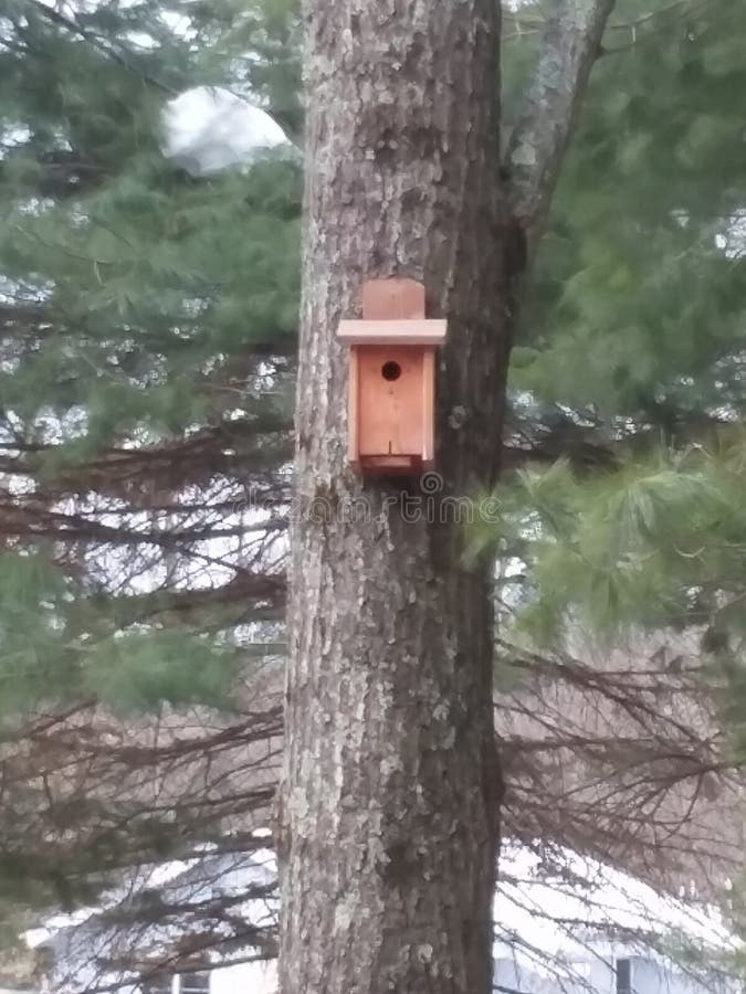 House of birds stock image. Image of birds, woods, bird - 113160151