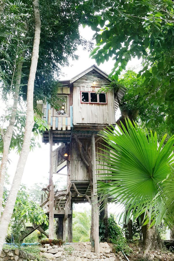 House built on a tree. stock image. Image of residence - 81909127