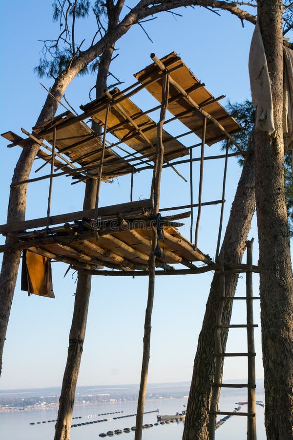 House Built on a Tree and Wooden Ladder Stock Photo - Image of ...