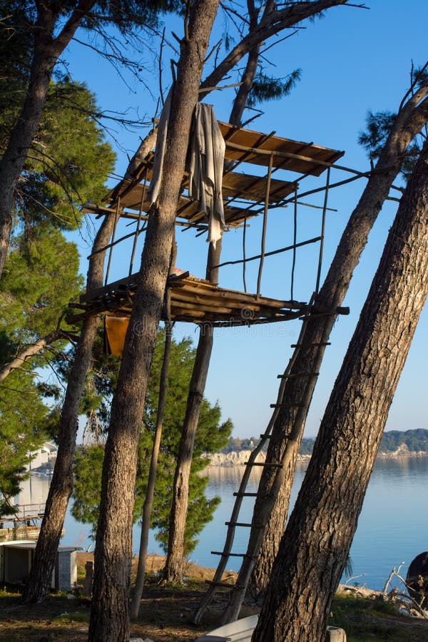 House Built on a Tree and Wooden Ladder Stock Photo - Image of ...