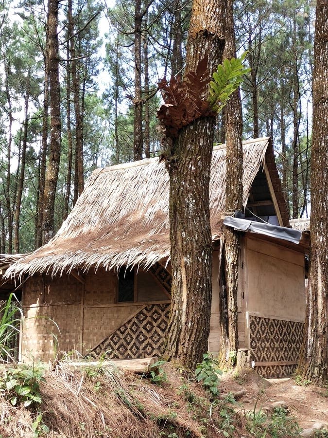 The House Built Under the Pine Tree Stock Image - Image of shack, tree ...