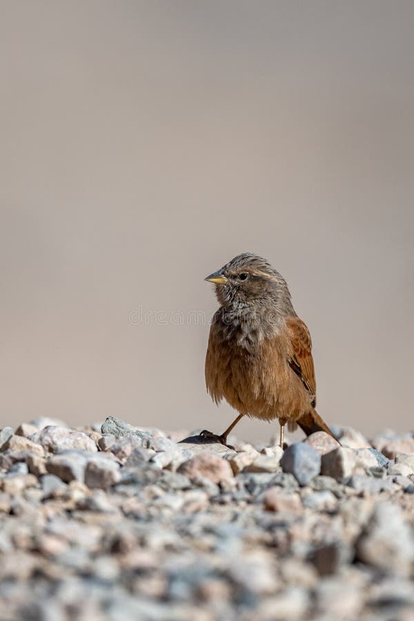 House Bunting, Emberiza Sahari, Morocco Stock Photo - Image of africa ...