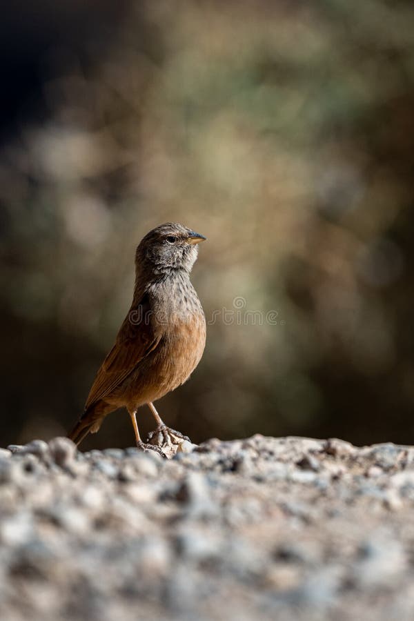 House Bunting, Emberiza Sahari, Morocco Stock Photo - Image of outdoor ...