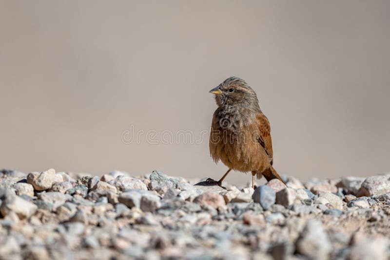 House Bunting, Emberiza Sahari, Morocco Stock Image - Image of national ...