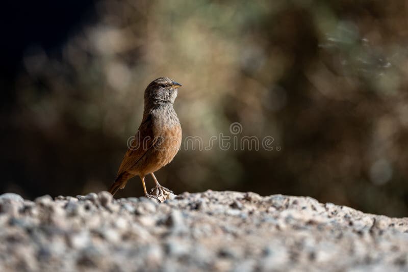 House Bunting, Emberiza Sahari, Morocco Stock Image - Image of bunting ...