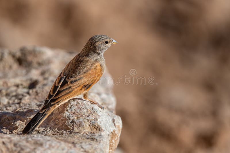 House Bunting, Emberiza Sahari, Morocco Stock Photo - Image of ...