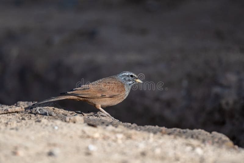 House Bunting, Emberiza Sahari, Morocco Stock Image - Image of feather ...