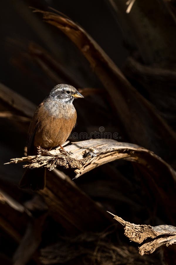 House Bunting, Emberiza Sahari, Morocco Stock Photo - Image of mountain ...