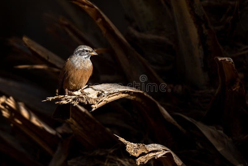 House Bunting, Emberiza Sahari, Morocco Stock Photo - Image of alpine ...