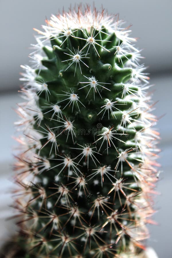 House Cactus in Bright Fresh Light with Red and White Spindles Stock ...