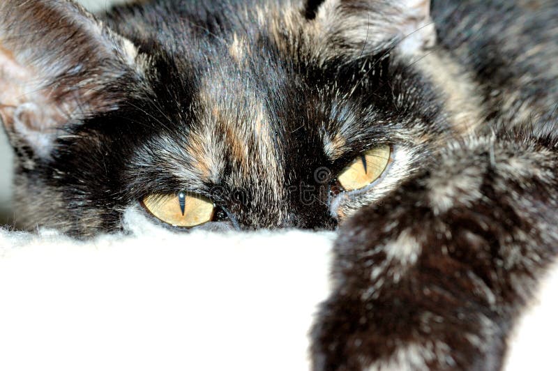 House Cat stock image. Image of mammal, feline, fauna - 20249053