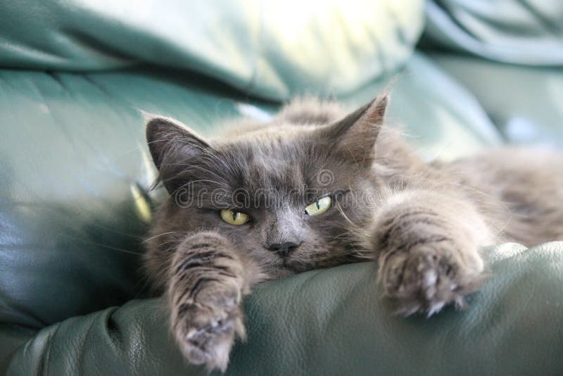 House cat stock photo. Image of felines, sleeping, cats - 67497252