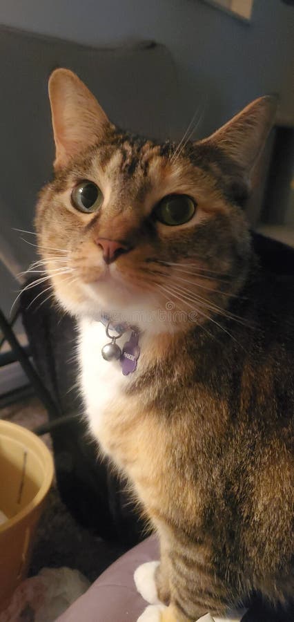 House Cat Lookin Cute Stock Photos - Free & Royalty-Free Stock Photos ...