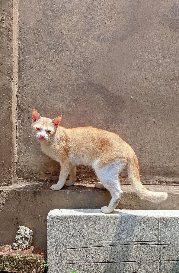 A House Cat that Ran Away after Stealing Chicks Stock Photo - Image of ...
