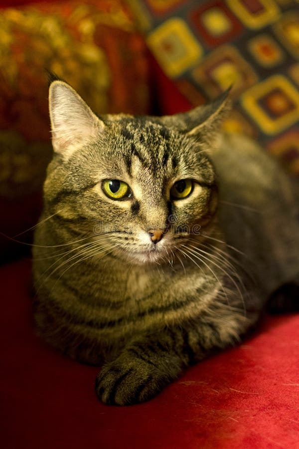 House Cat on Red Couch stock image. Image of lying, house - 46284149