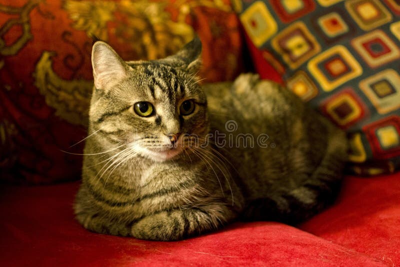 House Cat on Red Couch stock photo. Image of carnivoran - 46284170