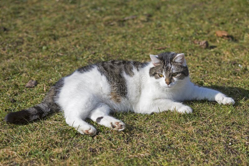 House cat s resting stock image. Image of tomcat, curiosity - 73329571