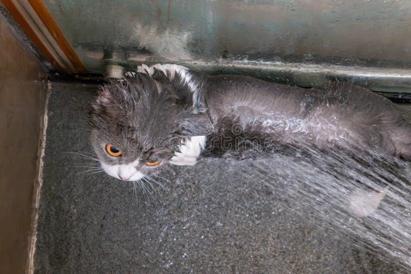 House Cat in a Shower at Horizontal Composition Stock Photo - Image of ...