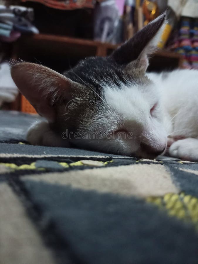 House Cat Sleeping on a Rug Stock Image - Image of house, carnivore ...