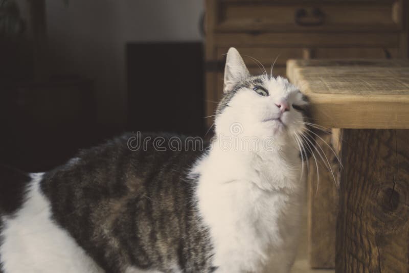 House Cat Stroking and Scratching it S Head on a Table Corner Stock ...