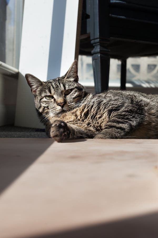 House Cat Sun Bathing Looking at Camera Stock Image - Image of lounging ...